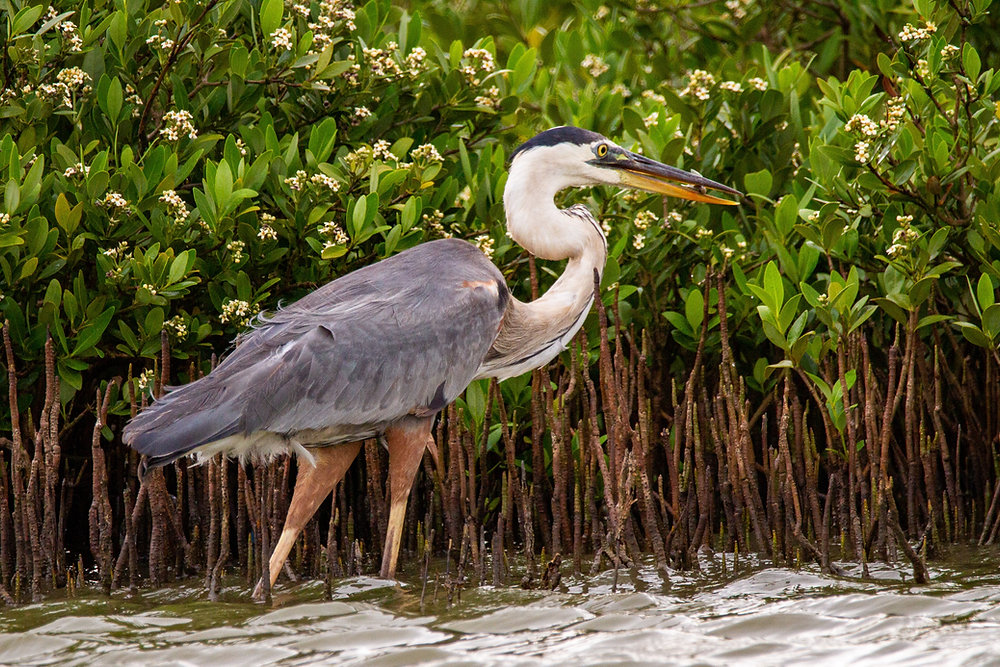 Waiting Heron - a Haiku
