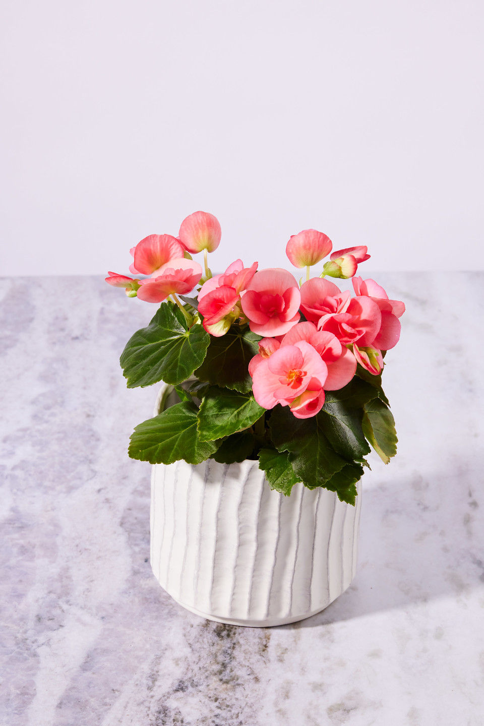 Home | McCahon Floral