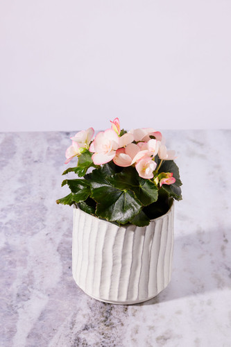Reiger Begonia - 4.25" | McCahon Floral