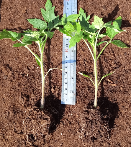 Tomato plug plants 50+ Varieties! Pre-orders available NOW! | Plantorama