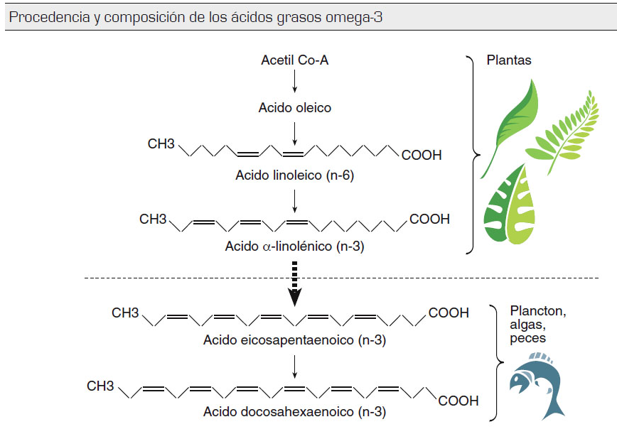 Omega 3 | Enciclopedia de Nutracéuticos