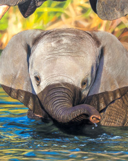 how to draw little elephant