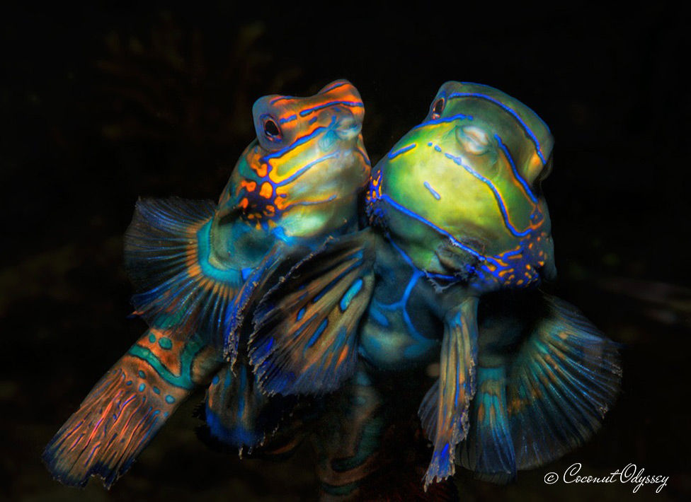 Top10 Macro Critters in Lembeh Strait | Indonesia | Muck Diving