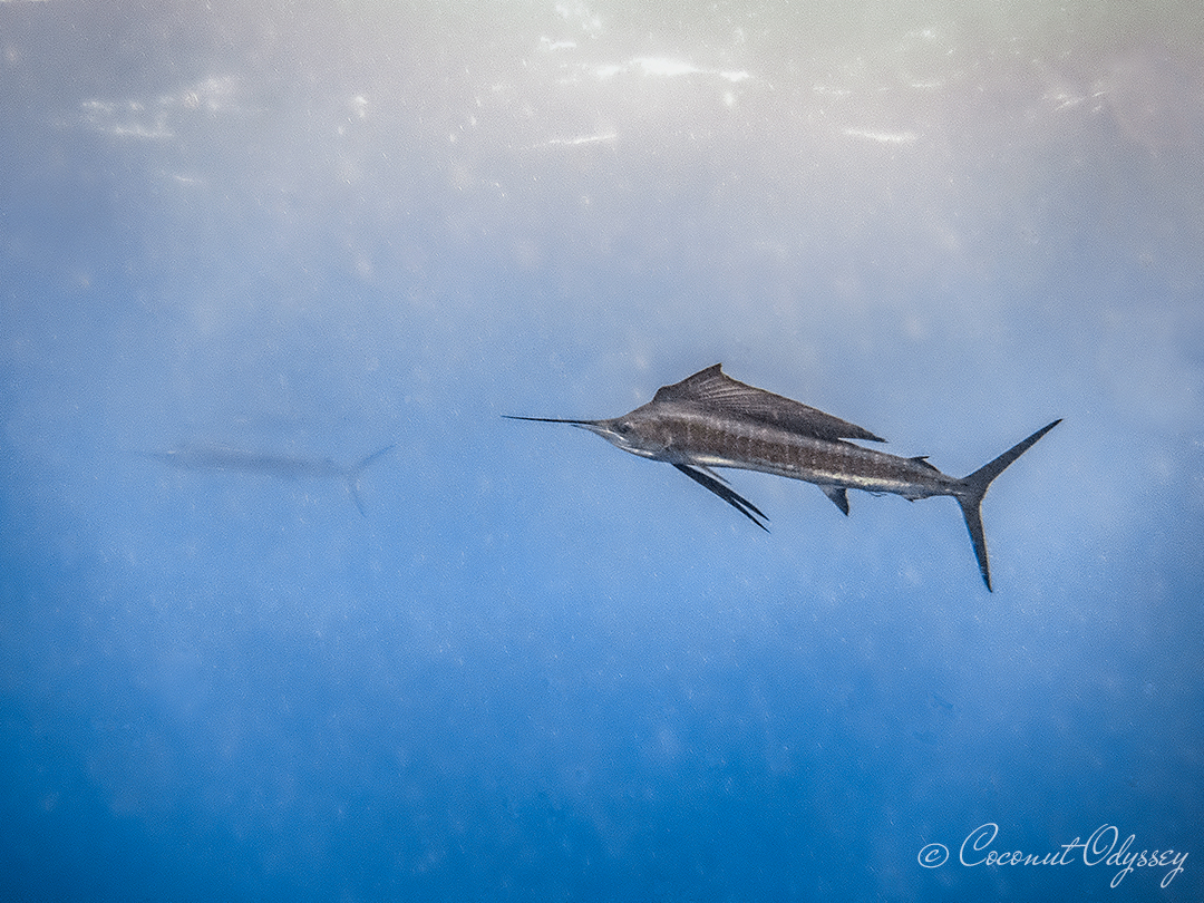 Explore The Maldives | Diving, Relaxation & The Ultimate Paradise ...