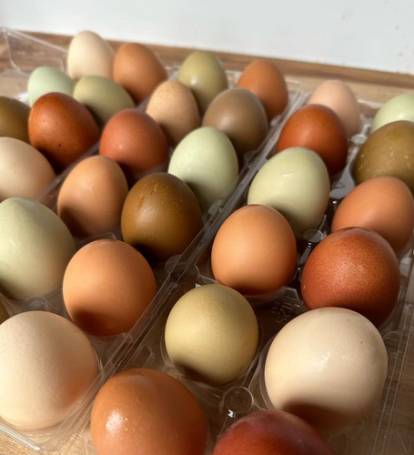 Free Range Farm Fresh Eggs | Fulcrum Farms