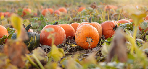 All Products | Main Line Pumpkins