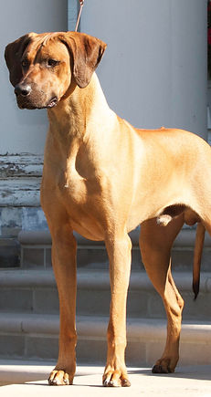Home | Adili Ridgebacks