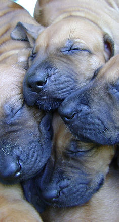 Home | Adili Ridgebacks