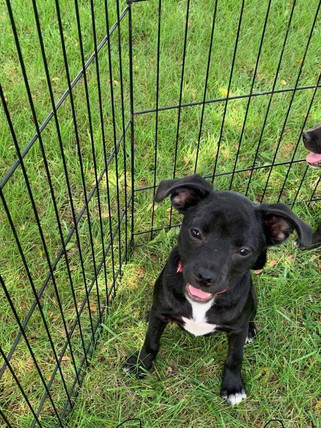 Available | Double Dog Dare Resc