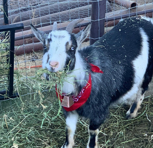 Sponsor Hildegard -Pygmy Nigerian Dwarf Goat | Freedom Ranch Farm A