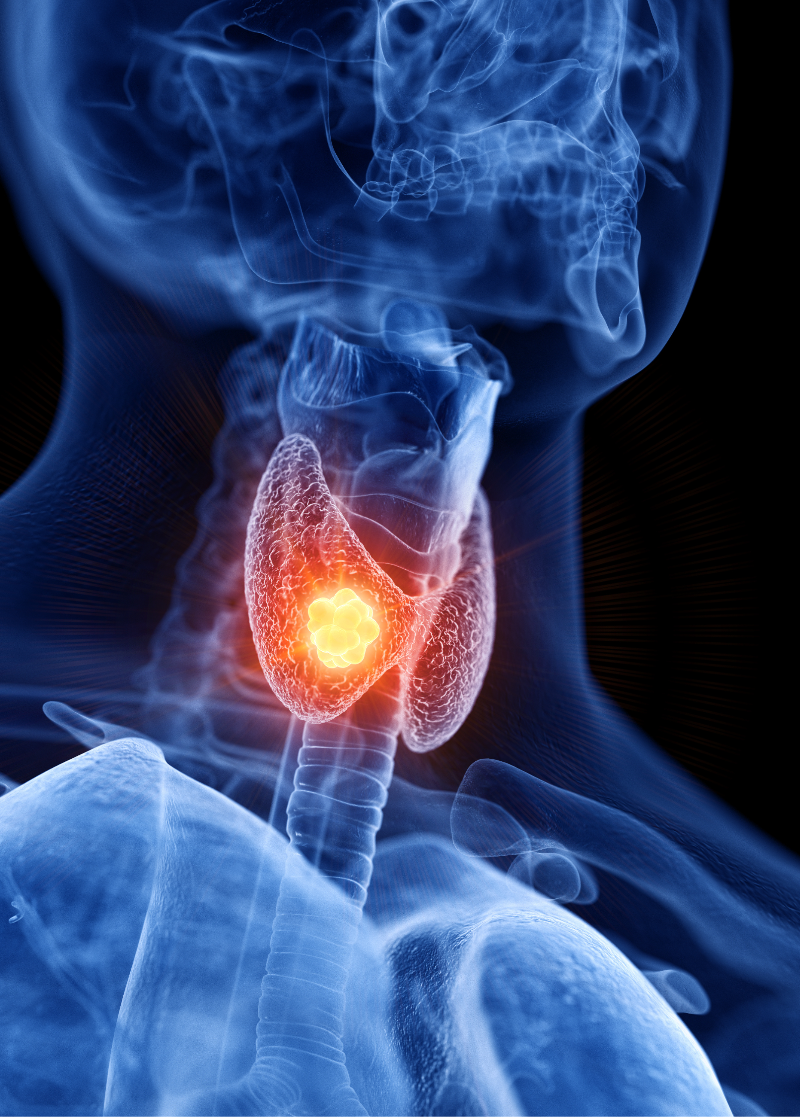 Thyroid | Dayspring Live