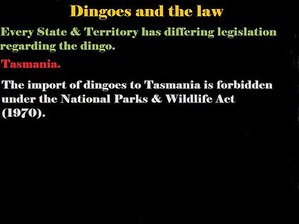 Dingoes and the Law | aussie-canis-dingo