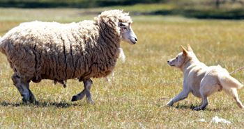 Wild born Dingo working sheep...