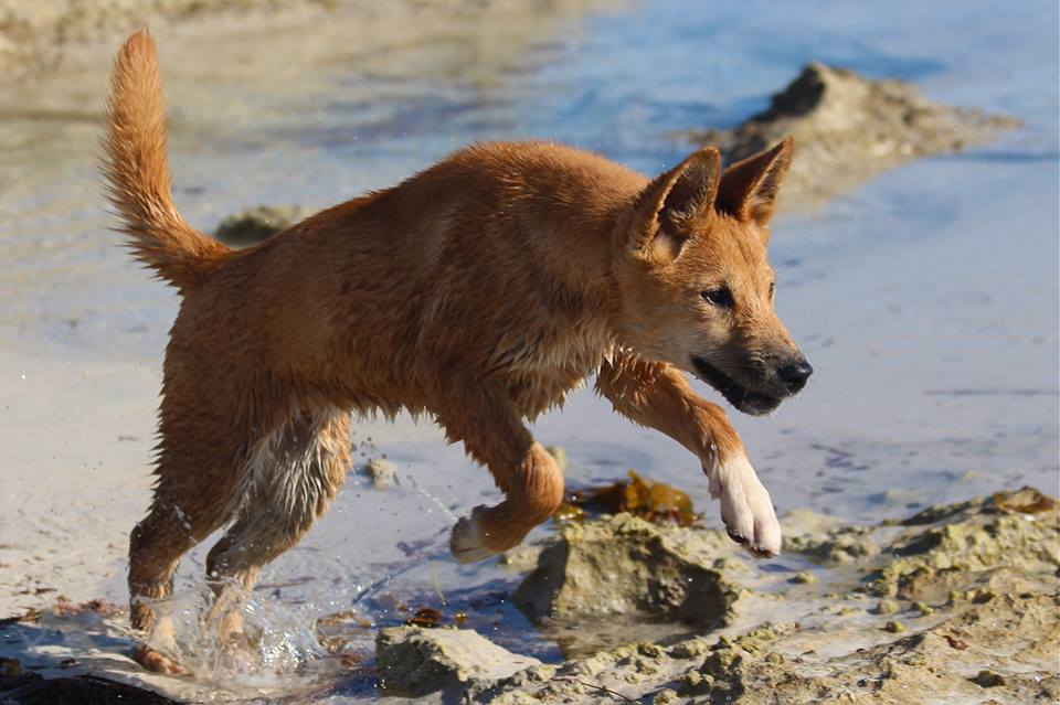 The Dingo...Australia's icon...