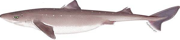 Spiny Dogfish | Viking Village, Inc.