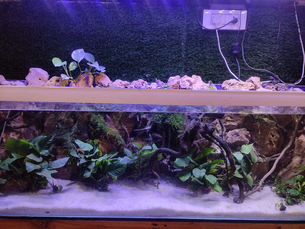 Fishless Tank Cycling: A Step-by-Step Guide