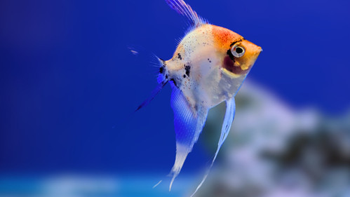 Red Cap Angel Fish | Blessings Aquarium