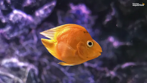 Yellow Heart Shape Parrot | Blessings Aquarium