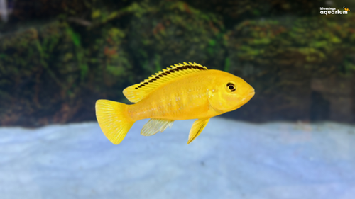 Banana Cichlid Fish | Blessings Aquarium