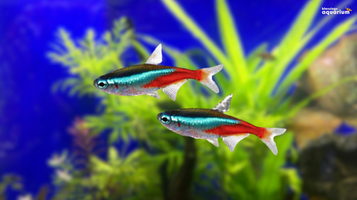Neon Tetra Fish | Blessings Aquarium
