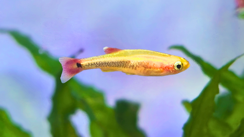 Golden Mountain Minnow Fish | Blessings Aquarium