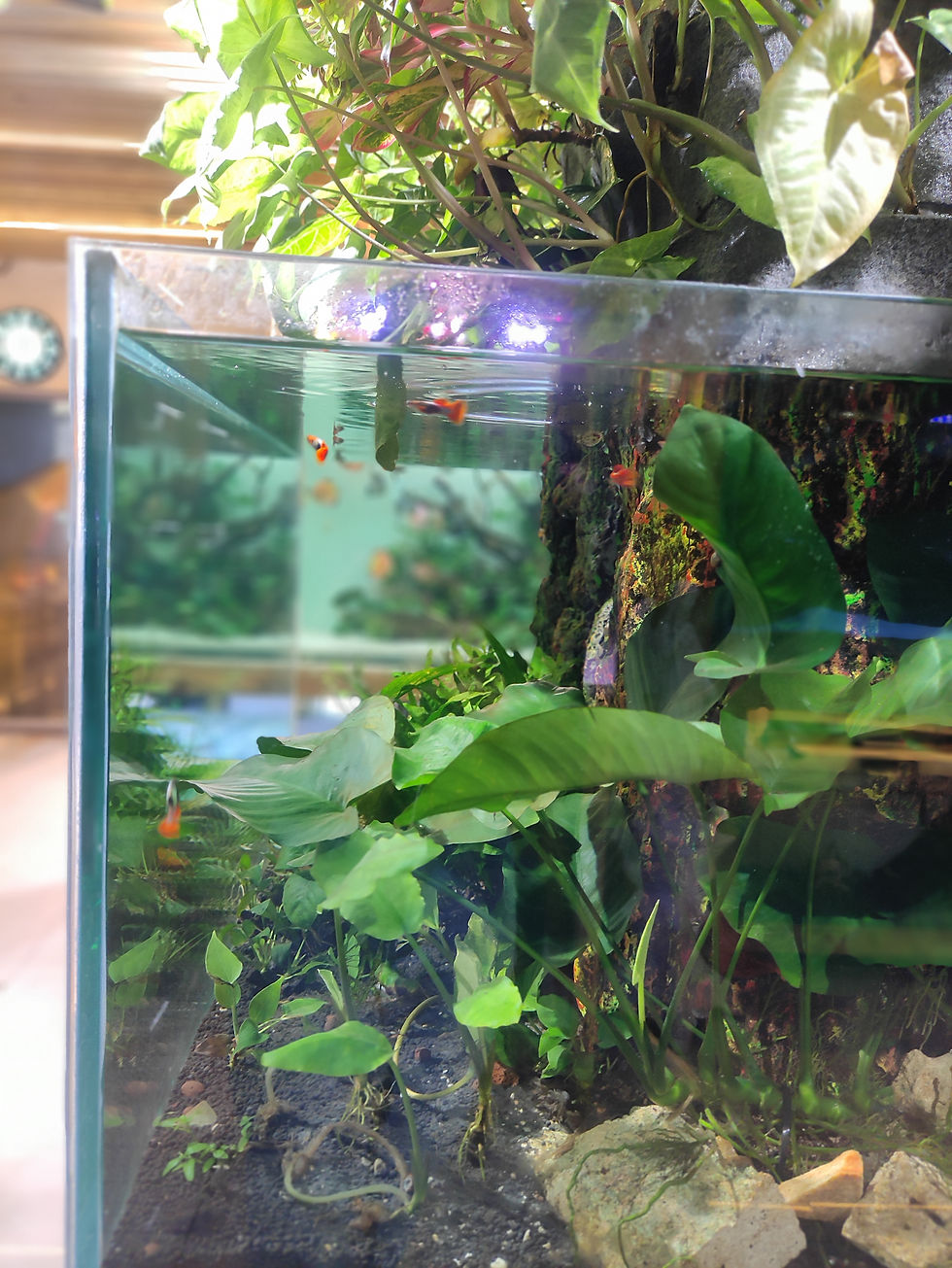 Aquarium Breeding Ff14 at Lisa Cunningham blog