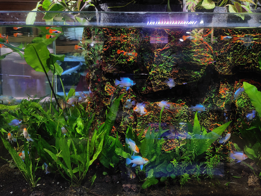 Fish behavior: What's normal and what's not?