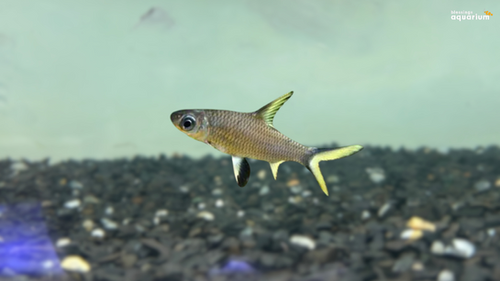 Silver Shark Fish | Blessings Aquarium