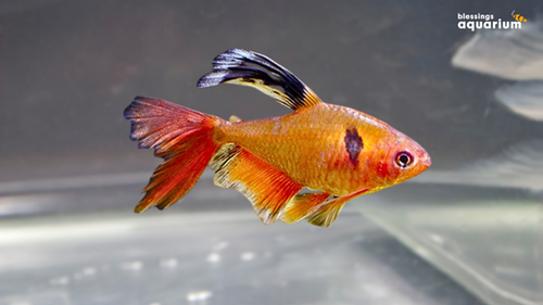 Veil Tail Serpae Tetra Fish | Blessings Aquarium