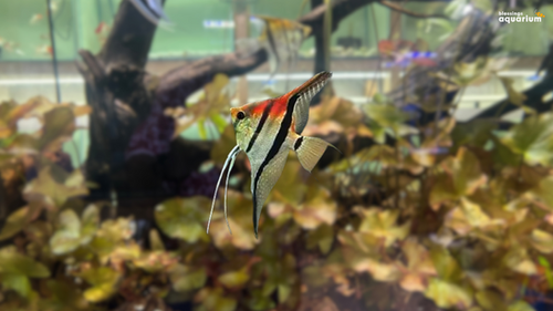 Manacapuru Angel fish | Blessings Aquarium