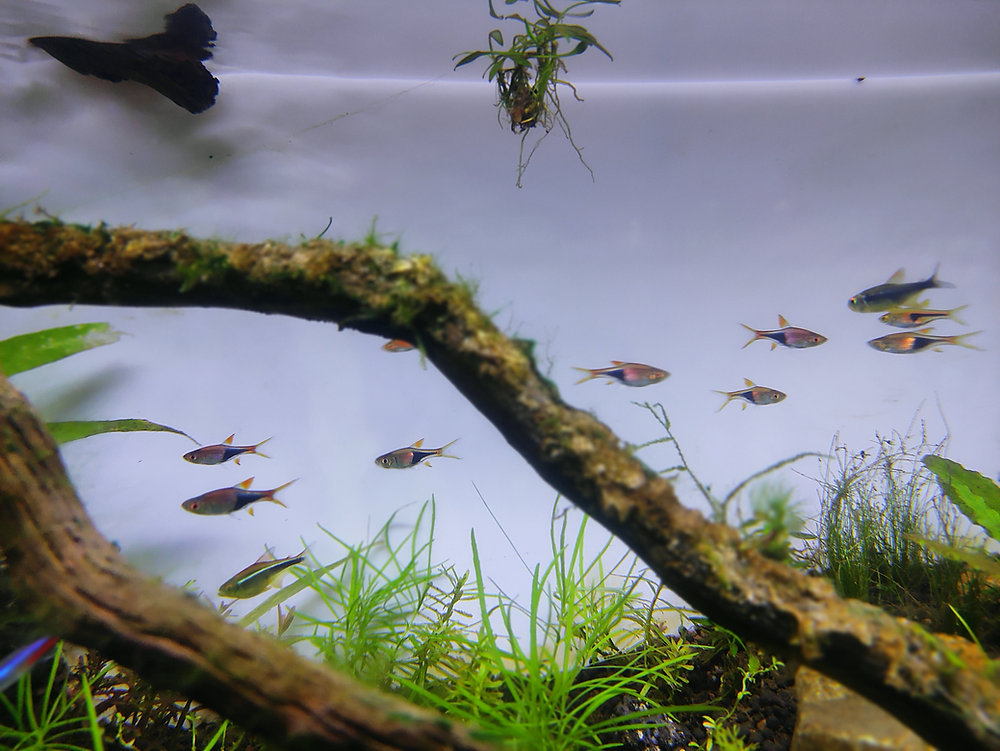 Tetra Fish Varieties