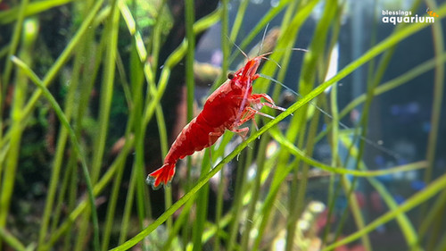 Fire Red Shrimp | Blessings Aquarium