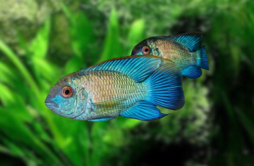 Neon Acara Fish | Blessings Aquarium