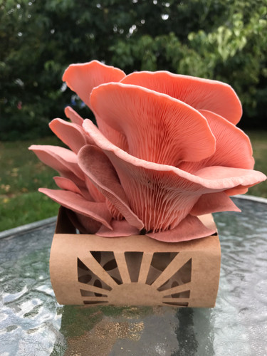 Fresh Mushrooms | Shore Point Shrooms