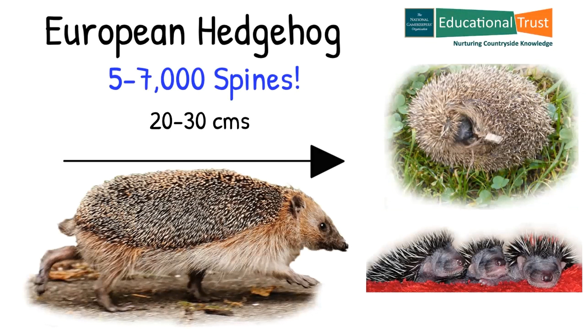 Conservation Fact File 8 - European Hedgehog | NGO Educational Trust