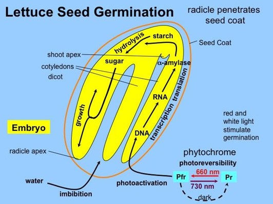 Four Tips for Successful Seed Germination