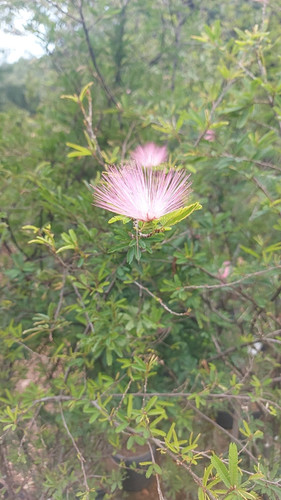 Caliandra Rosa - Calliandra brevipes benth | Florindependência