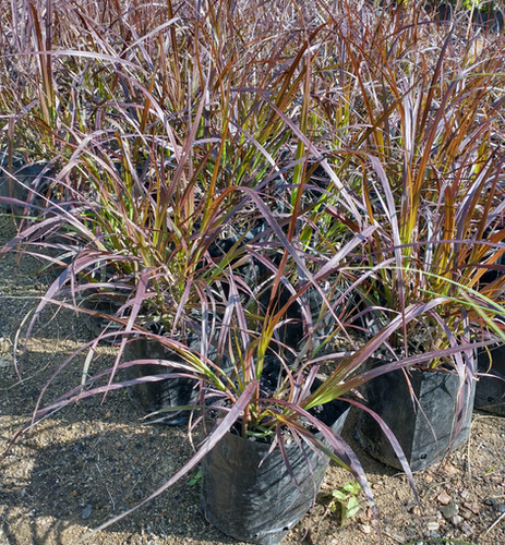 Capim do Texas - Roxo | Florindependência