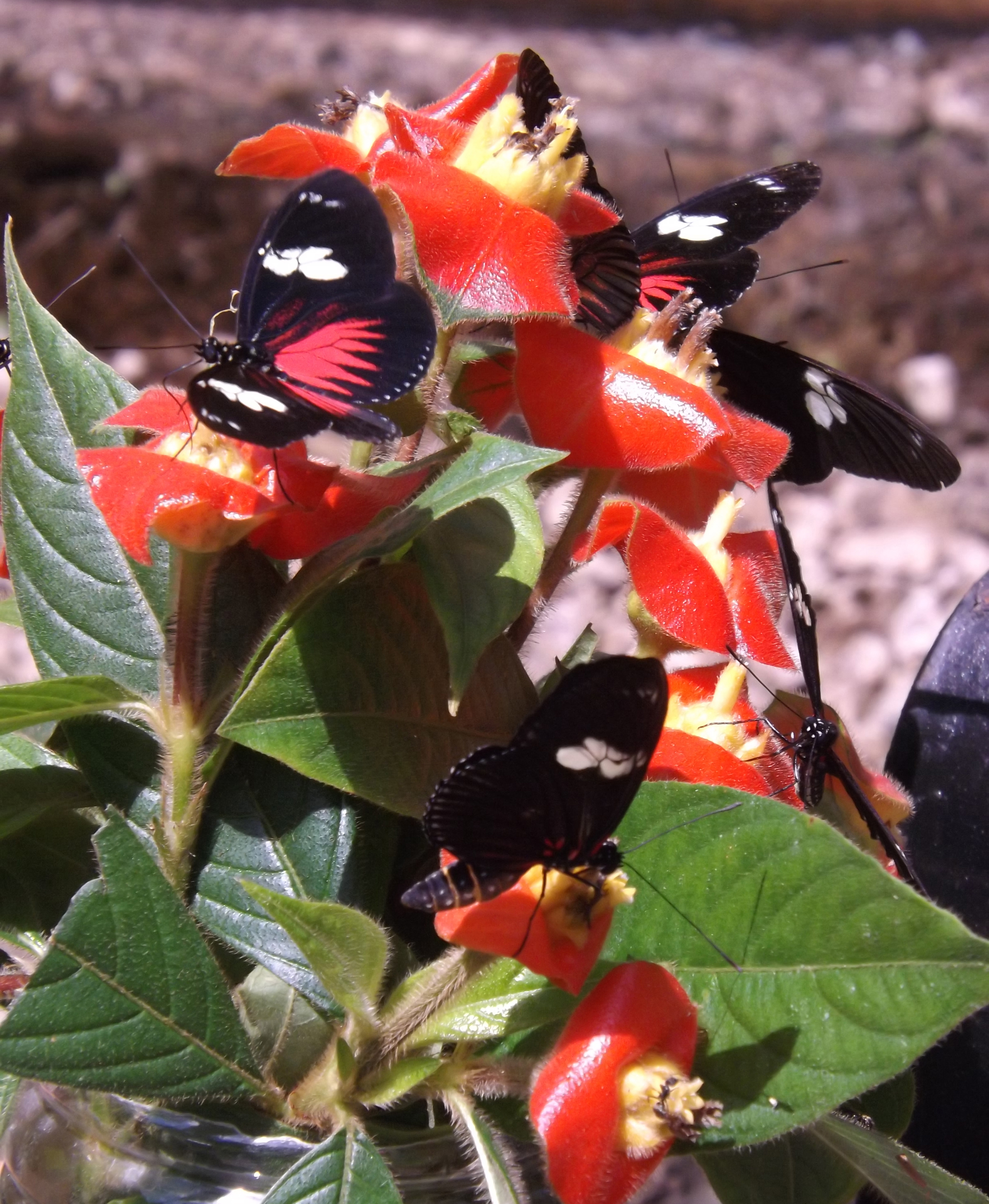 Belize Butterfly Farm
