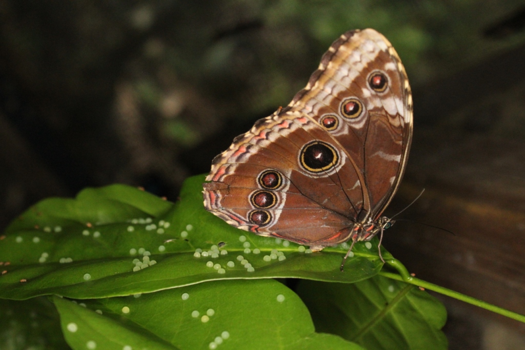 Belize Butterfly Farm