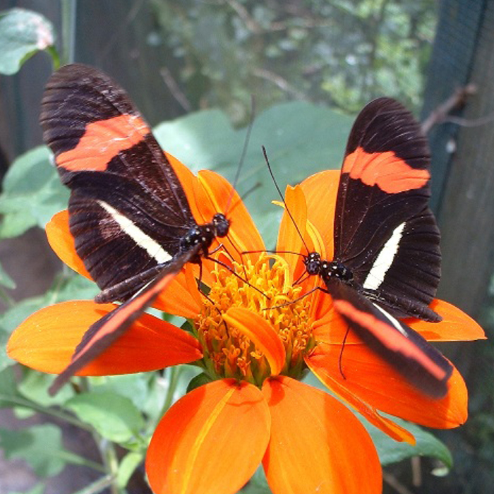 Belize Butterfly Farm