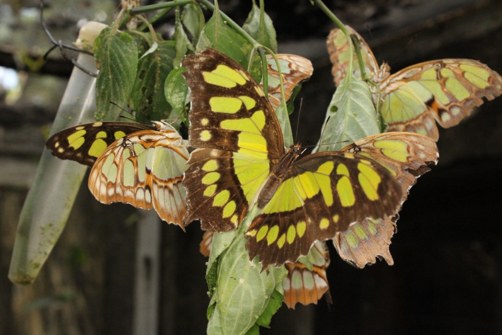 Belize Butterfly Farm