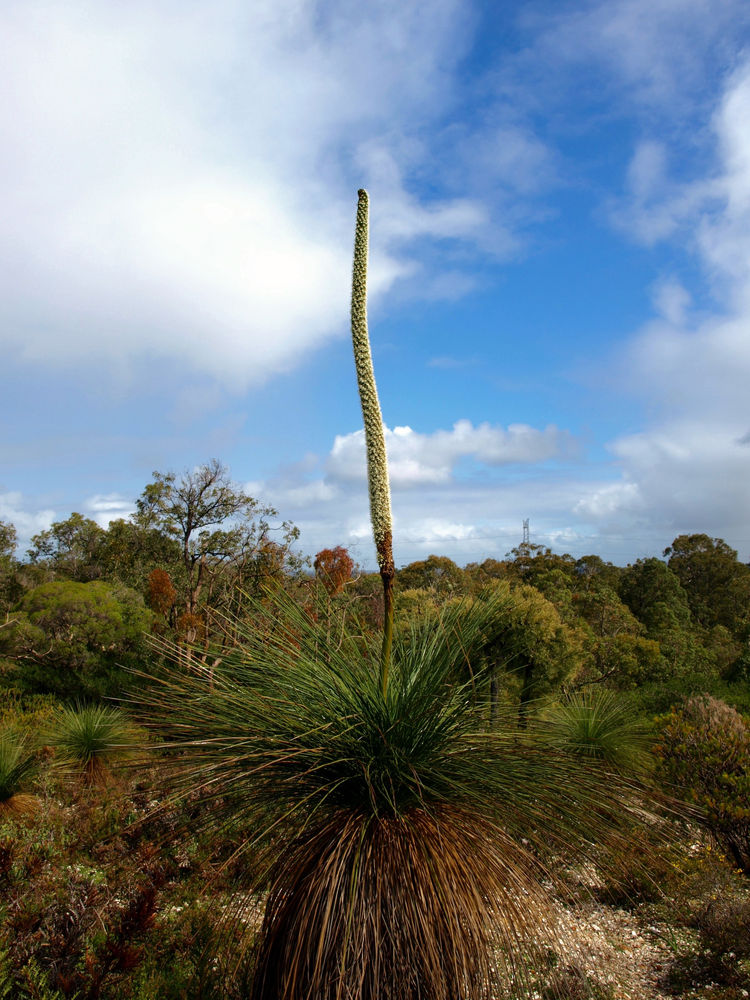 CHAPTER 7 - THE RETURN OF THE SEASON OF DJILBA