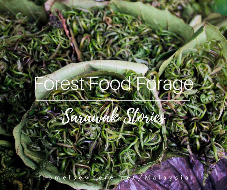 Foraging for Forest Food in Borneo