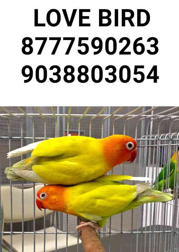 BIRD SHOP | Kolkata | EXOTIC BIRD CENTER