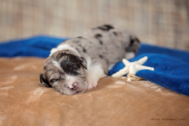 Miss Reckon & Levi Puppies DOB July 8th, 2018