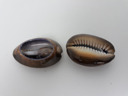 Buzio africano natural Aberto marrom para Umbanda Quimbanda Candomblé ...