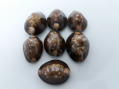 Buzio africano natural fechado marrom | Jurema com Axé