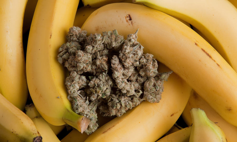 Cannabis Is More Than THC: The Other Phytonutrients in Weed