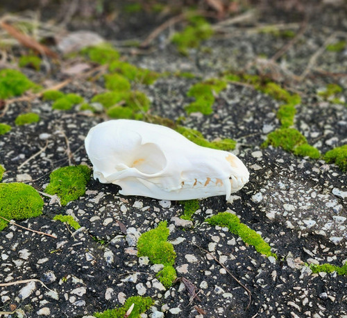 Red Fox Skull Smithoddities